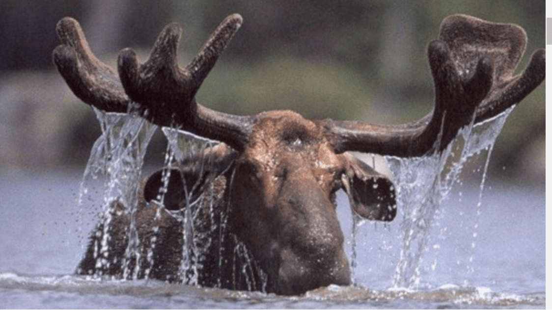 A moose saved from lake in Moscow – EUROPE DIPLOMATIC