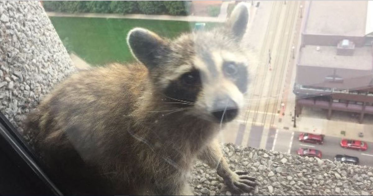 Star Raccoon climaxed adventure – EUROPE DIPLOMATIC