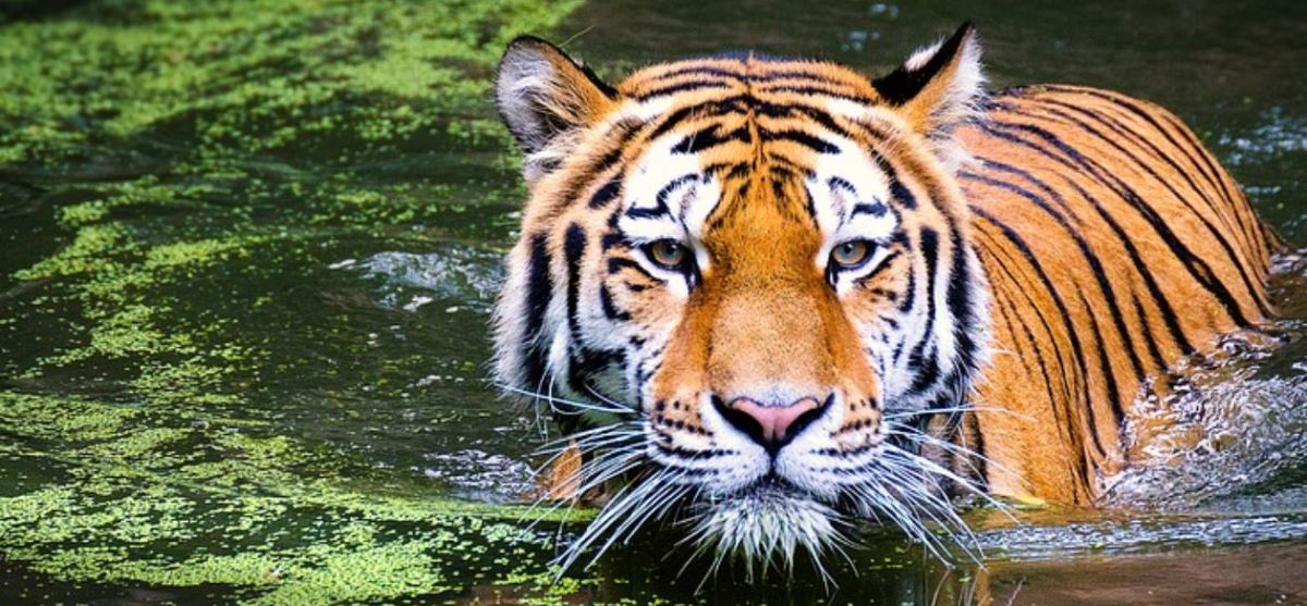 EU resells tigers for cooking in China – EUROPE DIPLOMATIC