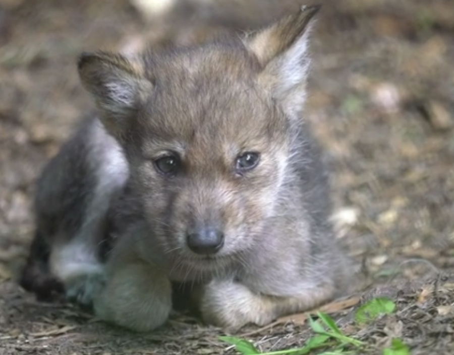 WOLF: Swiss victory of biodiversity – EUROPE DIPLOMATIC